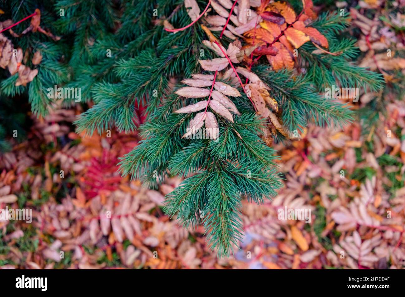 Natural background with green spruce branch on a background of red ...