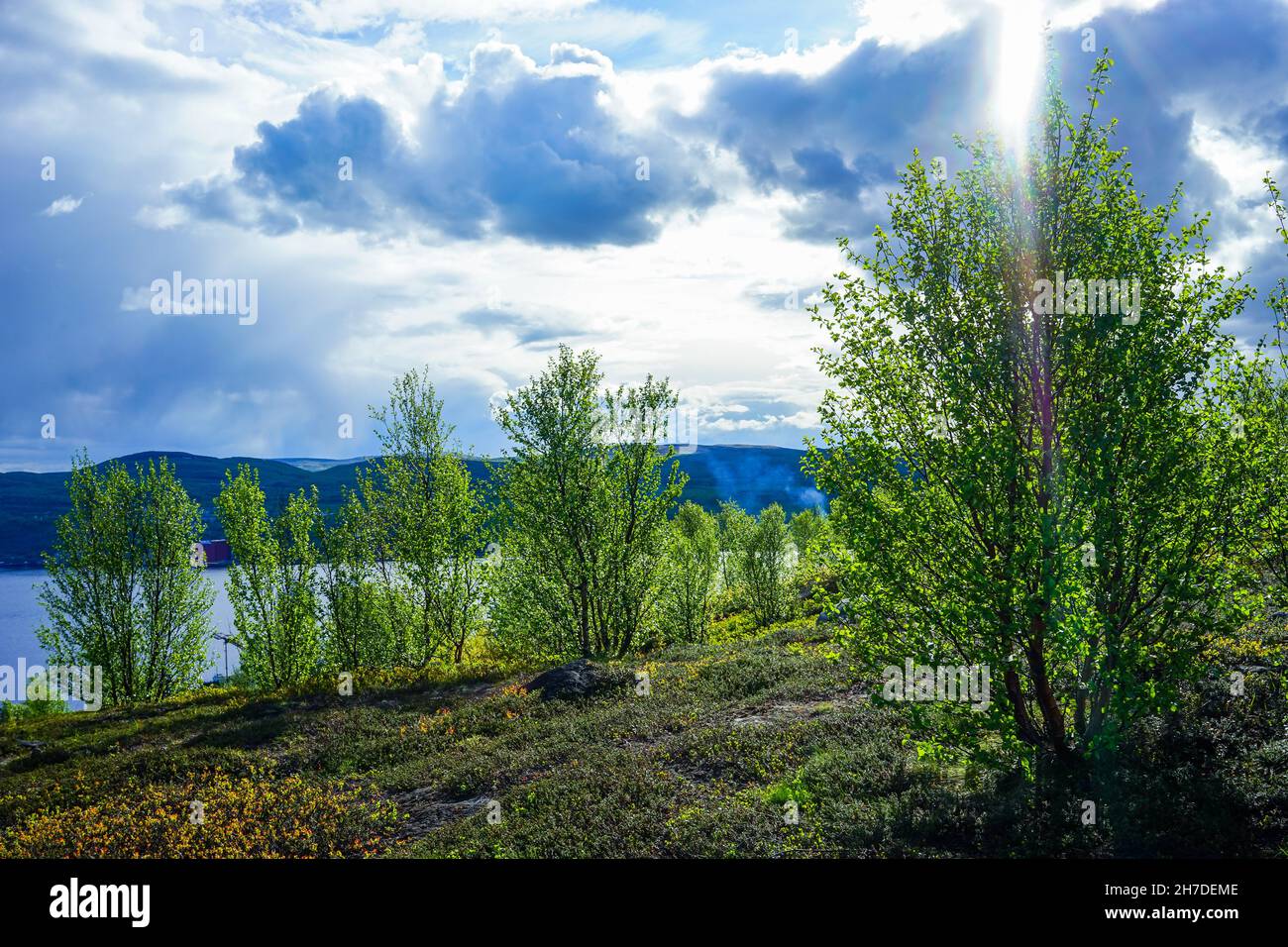 Tundra Trees And Plants