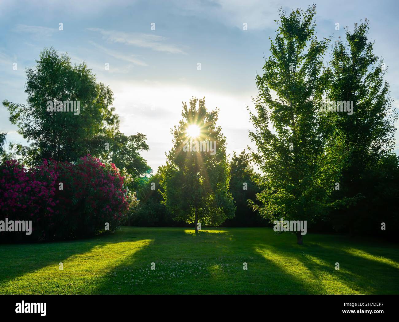 Natural landscape with a view of a beautiful Park and trees Stock Photo ...