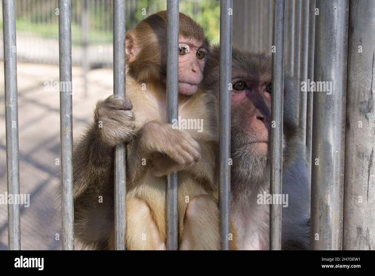 Monkey sitting in a cage hi-res stock photography and images - Alamy
