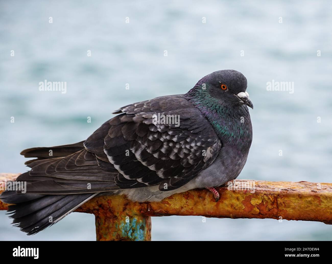 Portrait of a pigeon against the water surface Stock Photo - Alamy
