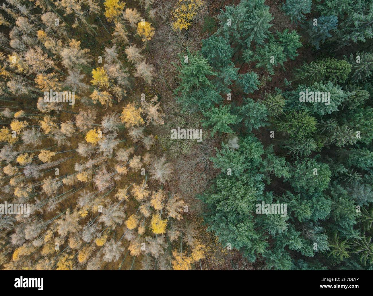 22 November 2021, Brandenburg, Treplin: The needles of larches are ...
