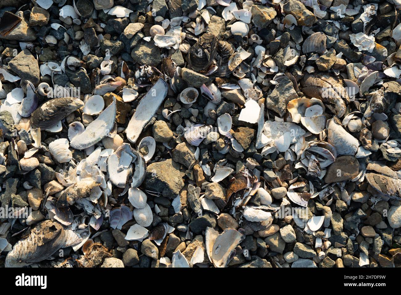 Natural background with lots of seashells on the beach Stock Photo - Alamy