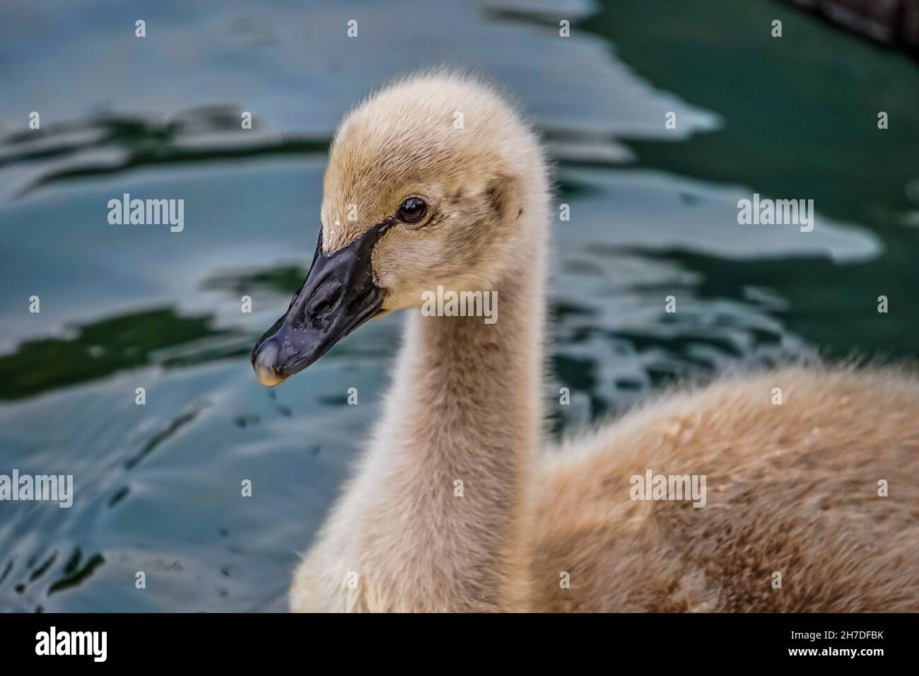 fluffy gray Swan chick on the background of the water surface Stock ...