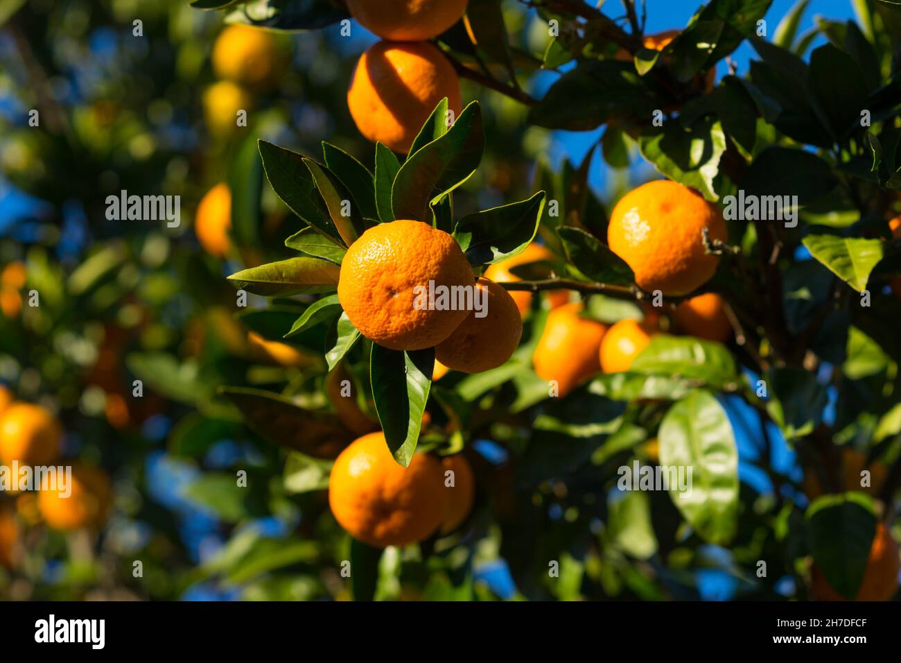 The branches of a tangerine tree with a large orange fruit and green ...