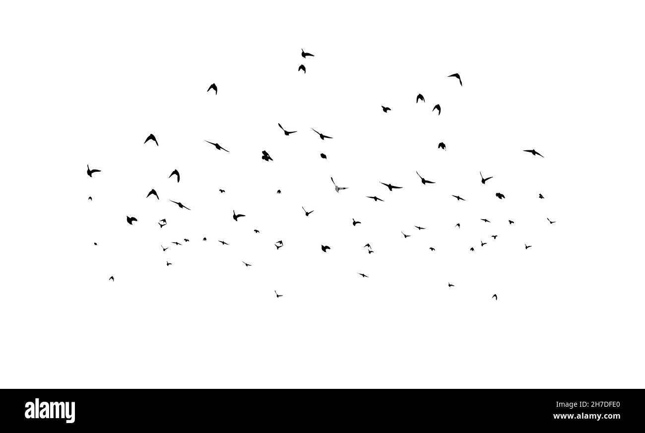 A flock of birds flying in the sky. Vector illustration Stock Vector ...