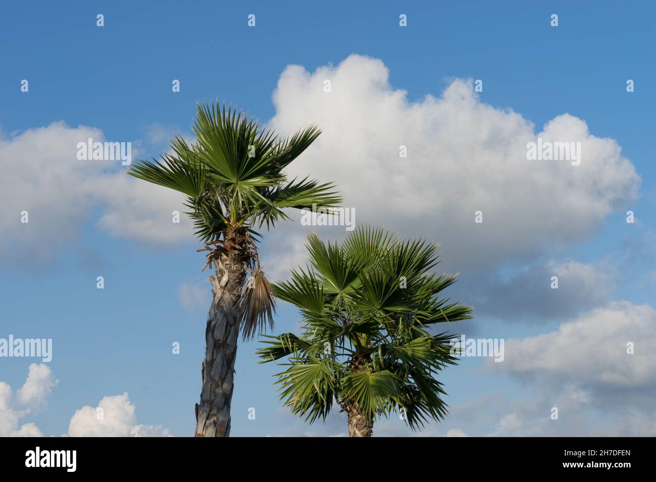 the trunk fan palm with large leaves against a blue sky Stock Photo - Alamy