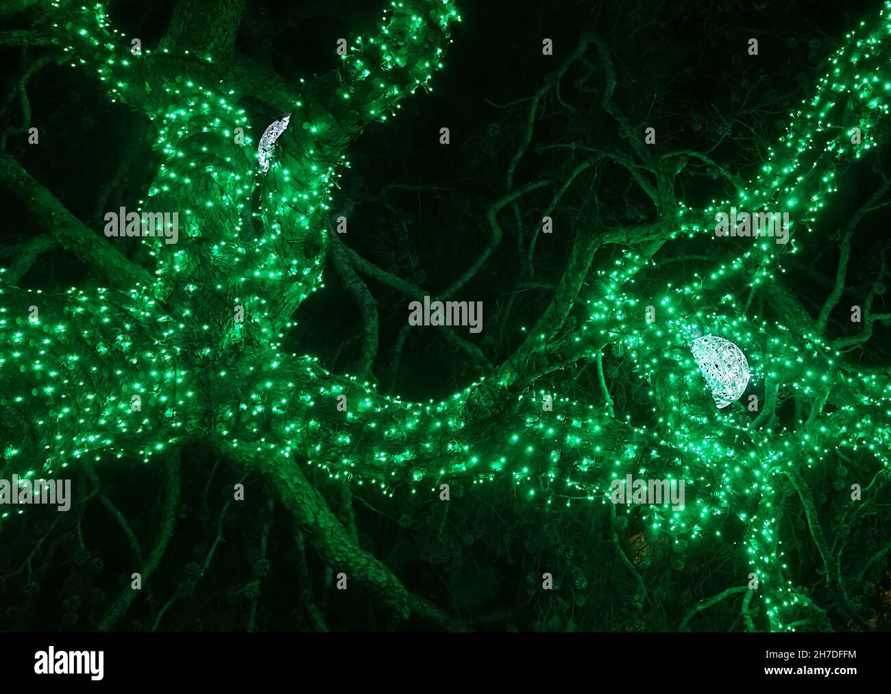 Tree trunk in green illumination against the night sky Stock Photo - Alamy