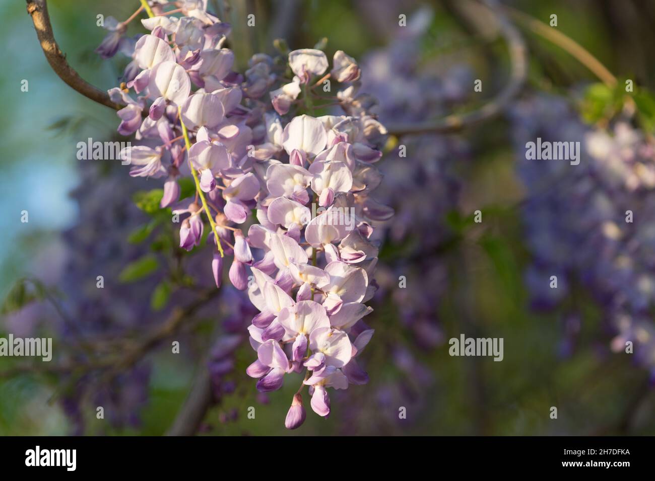 Soft light for wisteria flowers hi-res stock photography and images - Alamy