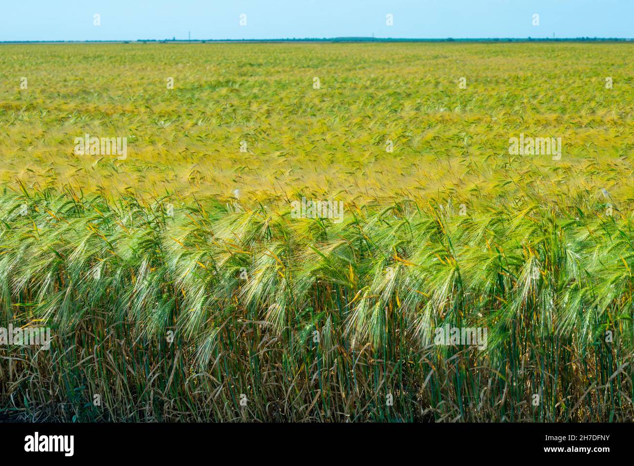 Wheat field. Agricultural field with different varieties of wheat, near ...
