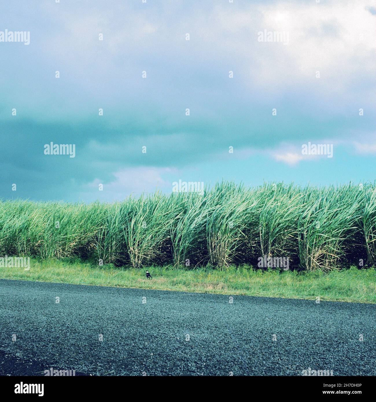 Sugar cane growing in Queensland , Australia Stock Photo - Alamy