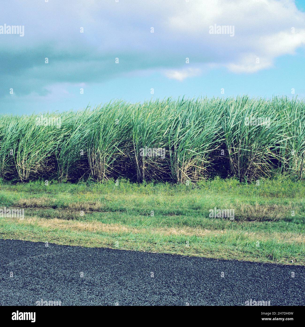 Sugar cane growing in Queensland , Australia Stock Photo - Alamy