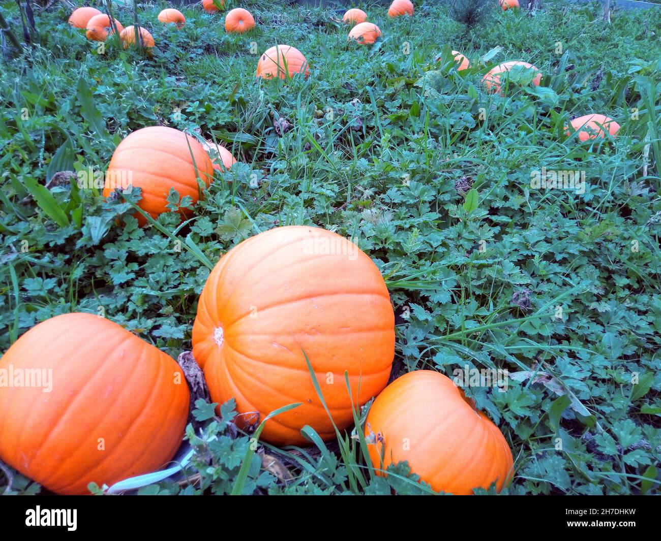 Some large pumpkins growing on a vegetable patch Stock Photo - Alamy