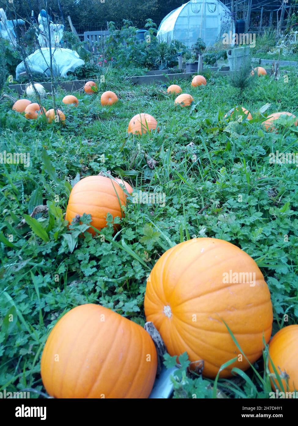 Some large pumpkins growing on a vegetable patch Stock Photo - Alamy