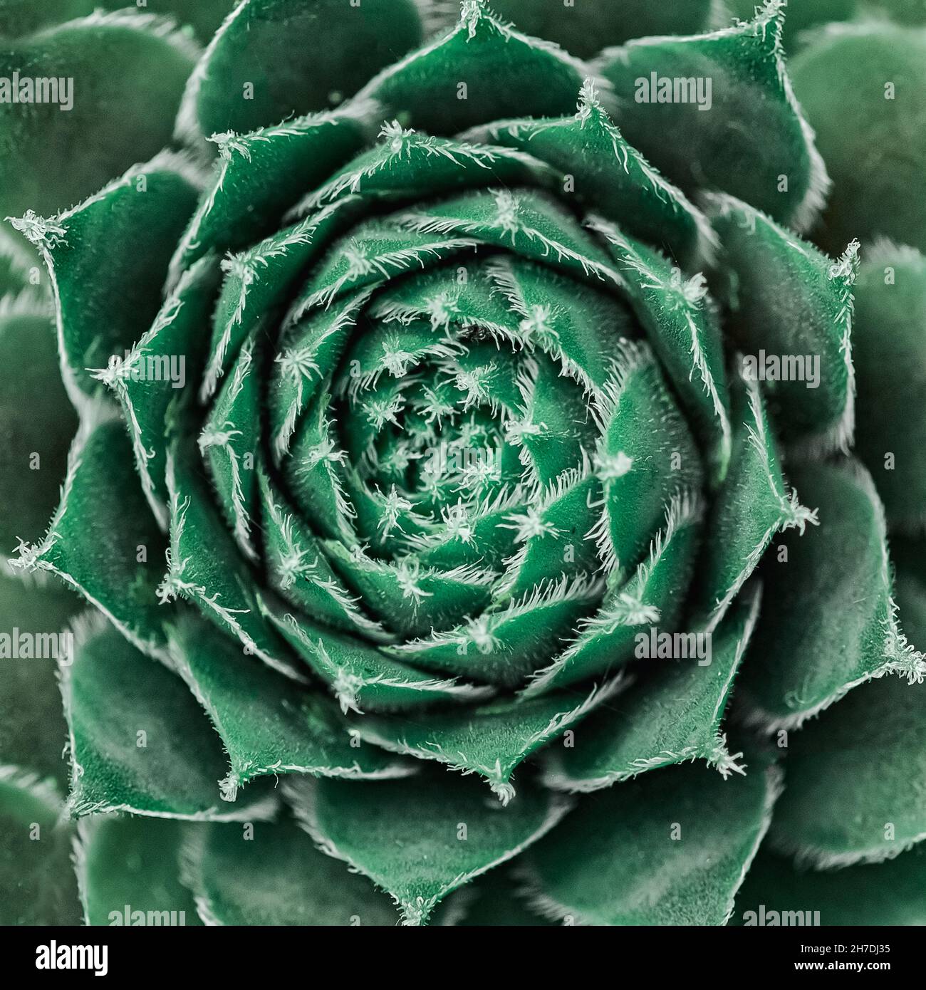 Succulent leaf pattern hi-res stock photography and images - Alamy