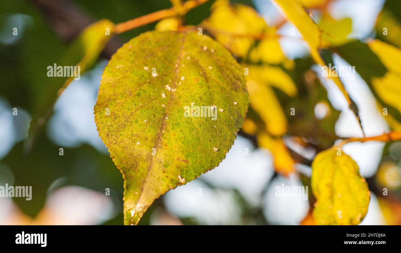 Aphids damaged leaf by pests and diseases. Aphidoidea colony damages ...