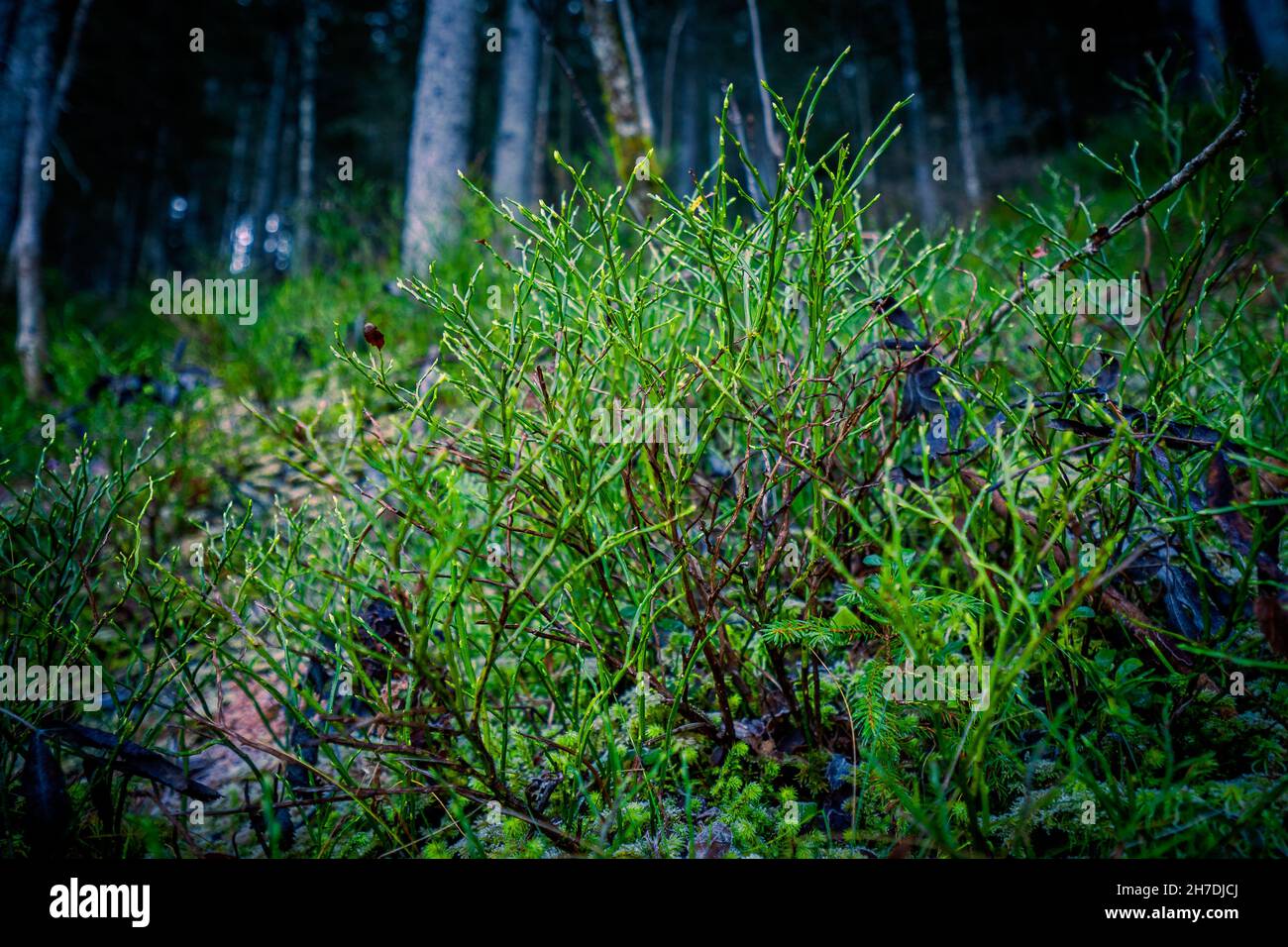 View of wild growing blueberry plants at an alpine forest in Austria ...