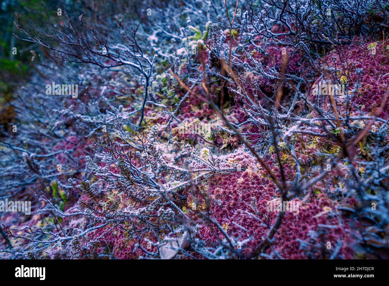 View of alpine vegetation coated with ice and frost Stock Photo - Alamy