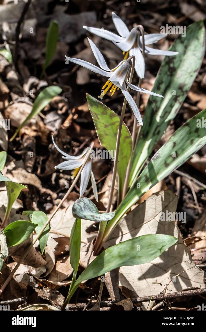 White trout lilies hi-res stock photography and images - Alamy