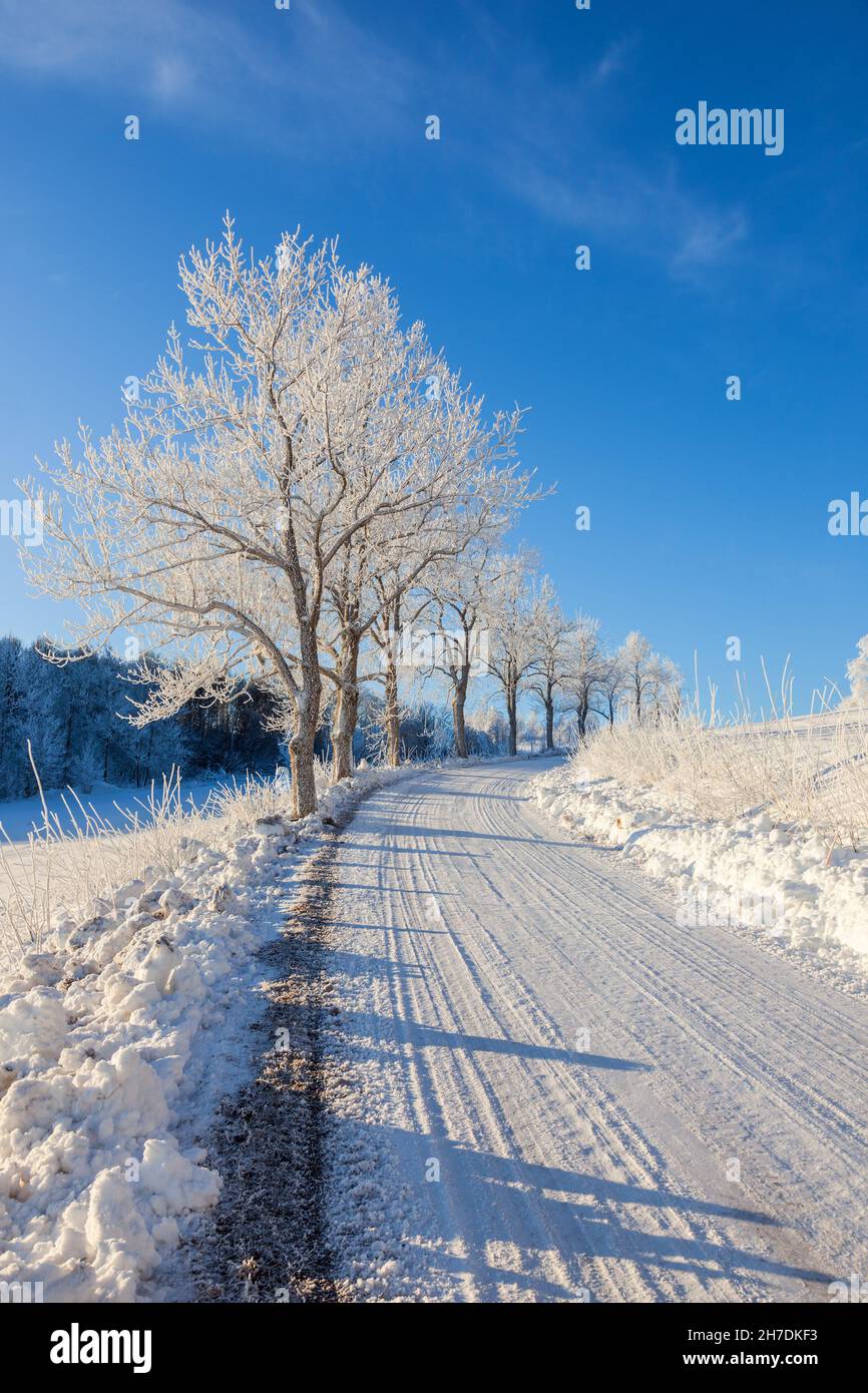 Trees lining a winter road on a beautiful winter day Stock Photo - Alamy