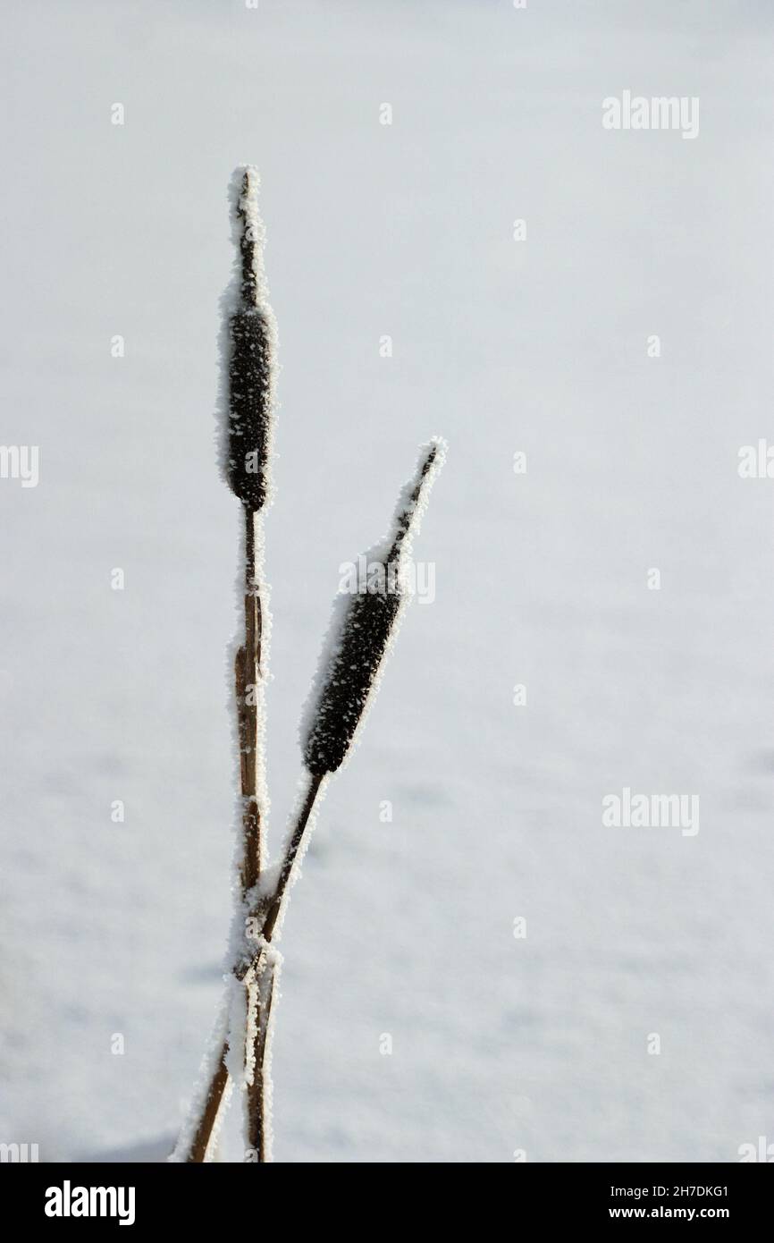 Frozen Bullrush at the lake Stock Photo - Alamy