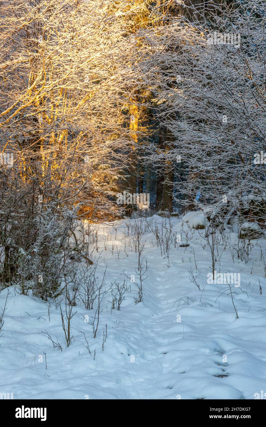 Snowy path through the woods Stock Photo - Alamy