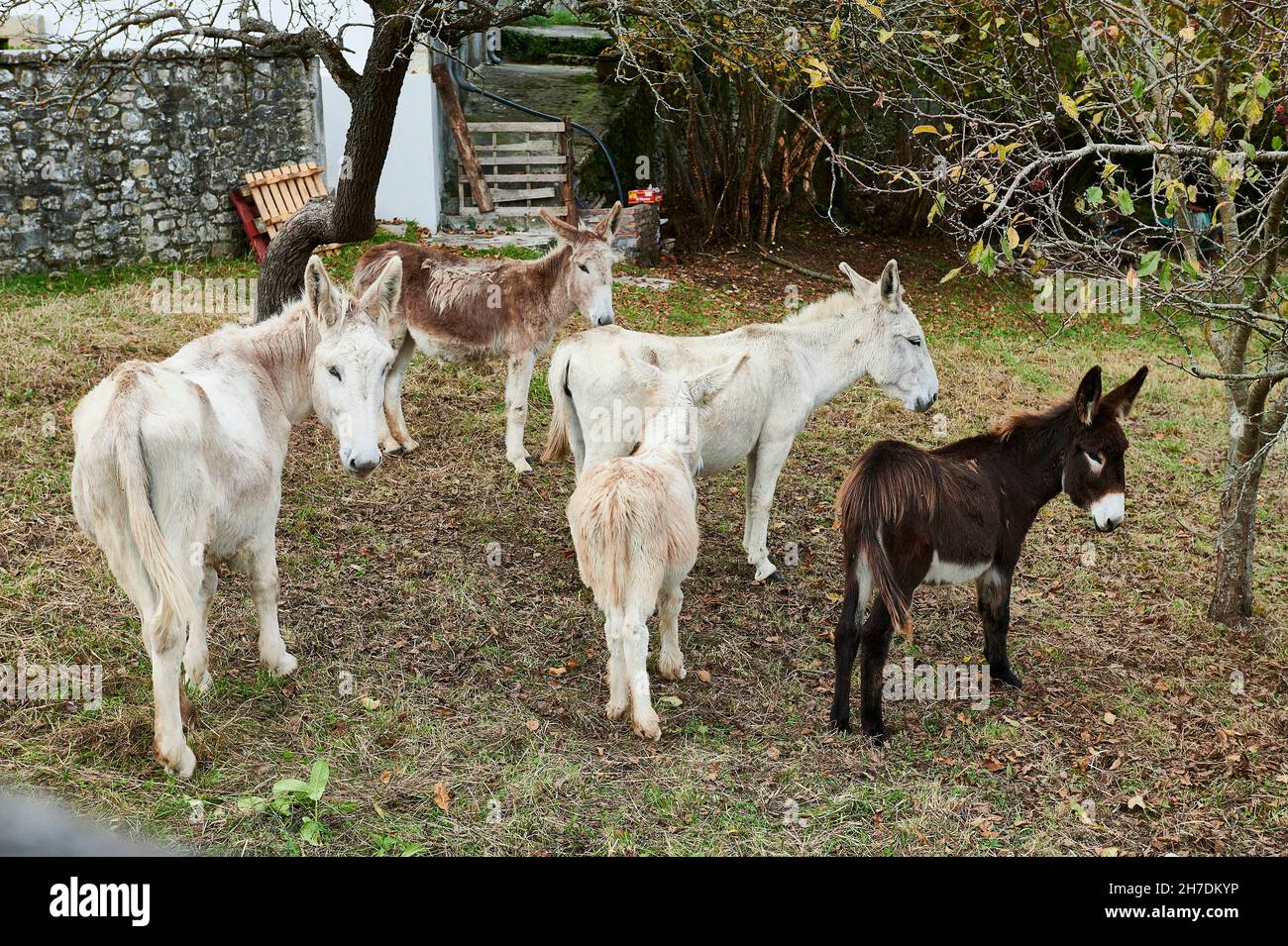 Brown and White donkeys, Artziniega, Alava, Basque Country, Spain ...