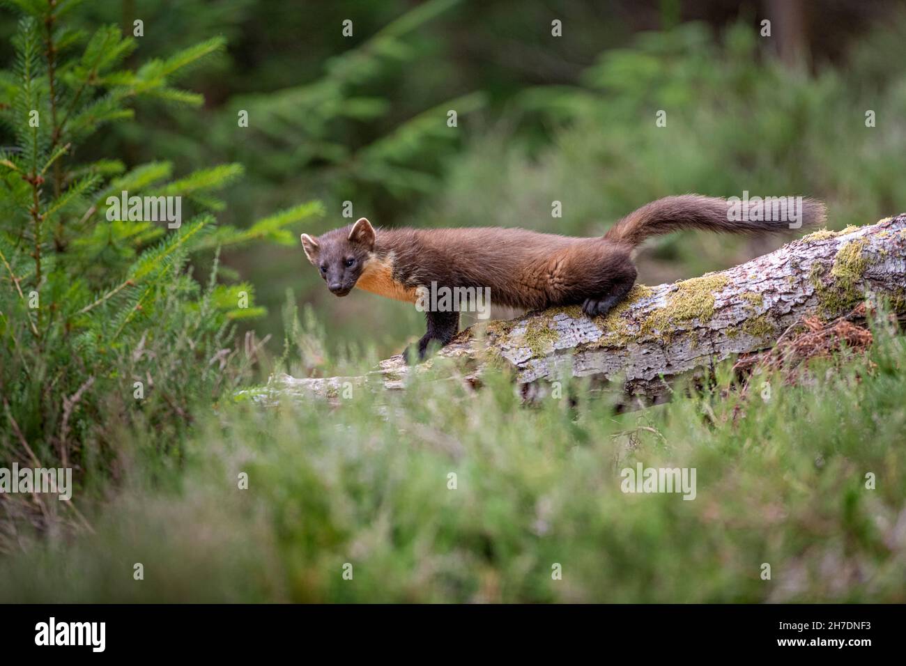 Scent marking hi-res stock photography and images - Alamy