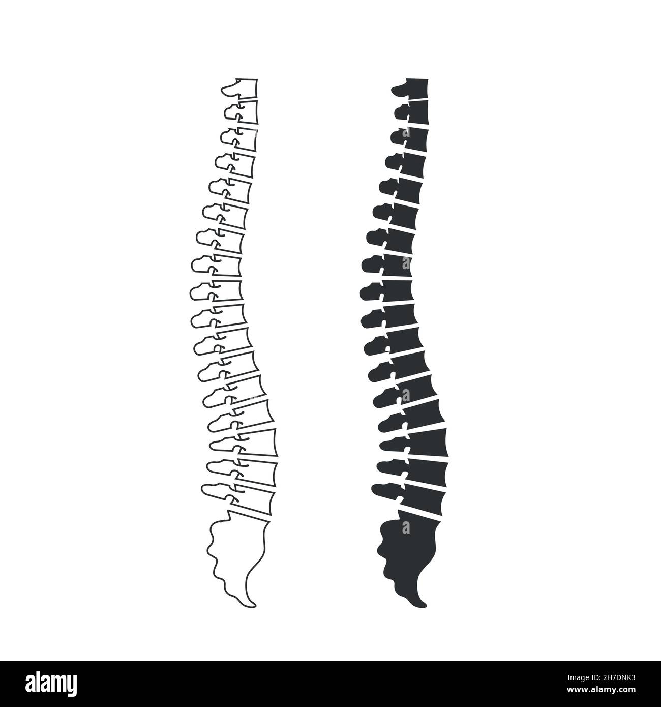 Spine Vector Black And White