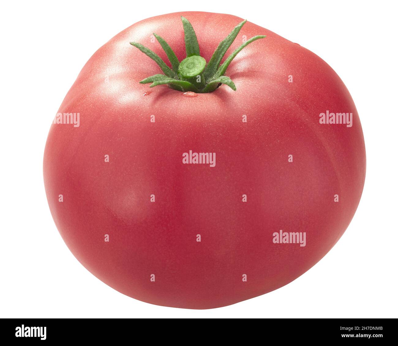 Mortgage lifter heirloom pink tomato (Solanum lycopersicum fruit ...