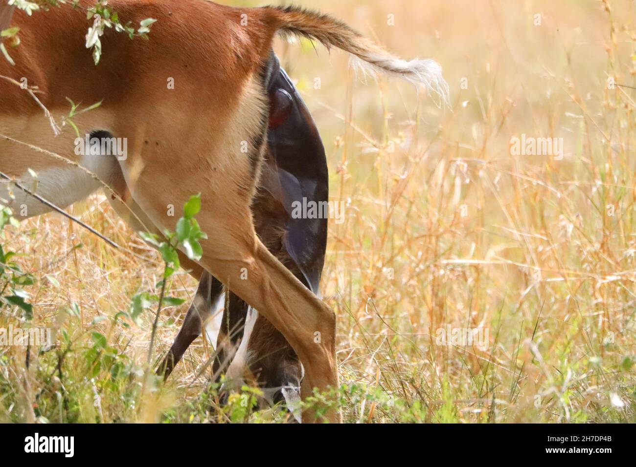 Impala Teeth High Resolution Stock Photography and Images - Alamy