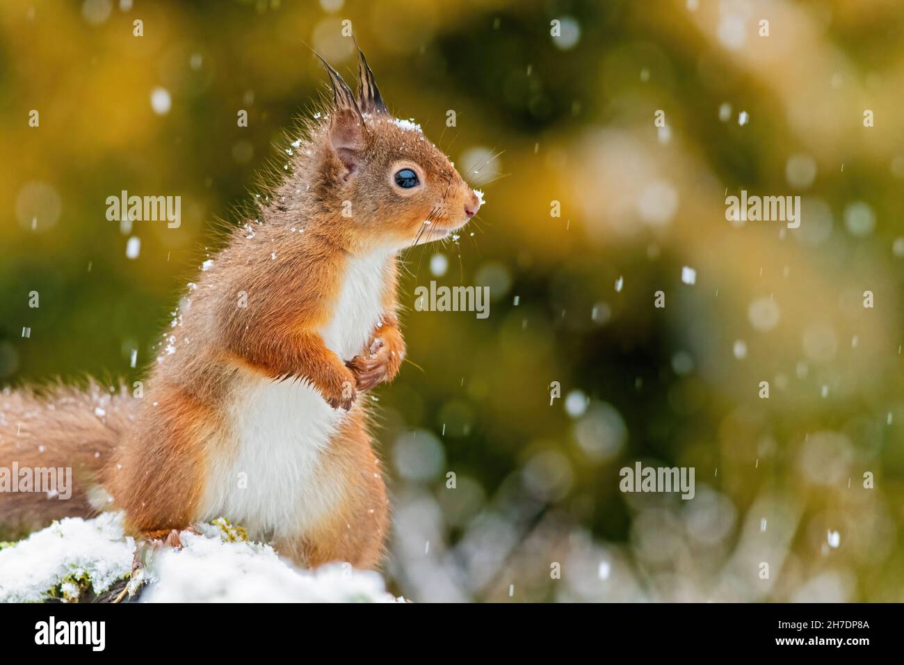 Side profile of red squirrel (Sciurus vulgaris) in winter during a snow ...