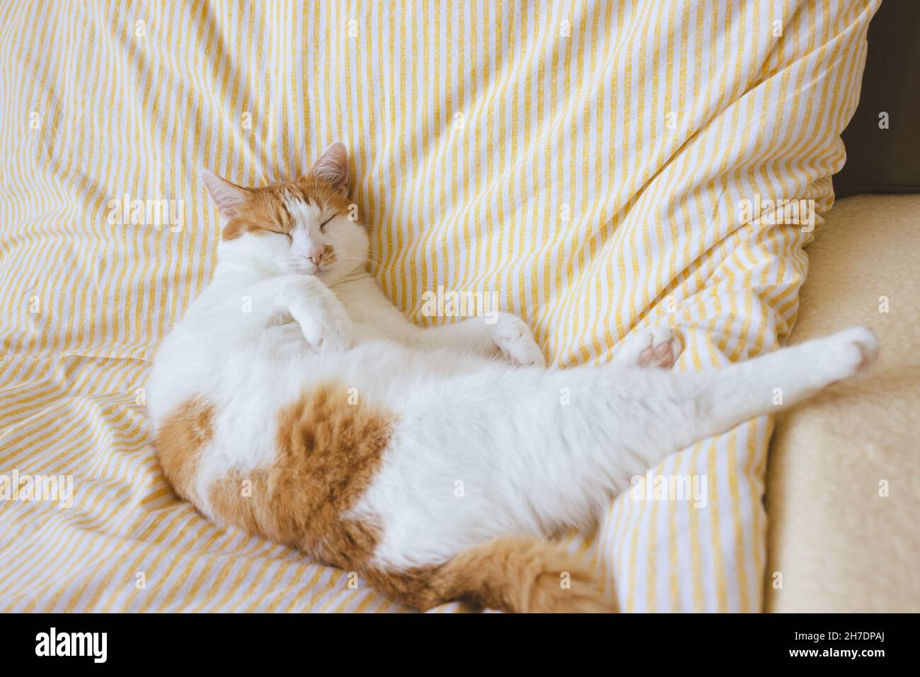 Cute young domestic bicolor orange and white cat sleeps relaxed and ...