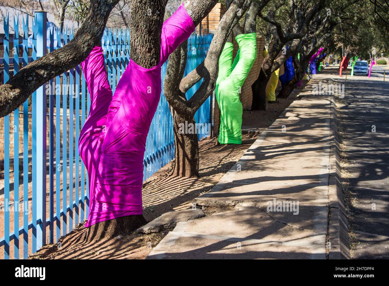 A line of Karee trees, Searsia lancea, with their trunks wrapped in ...