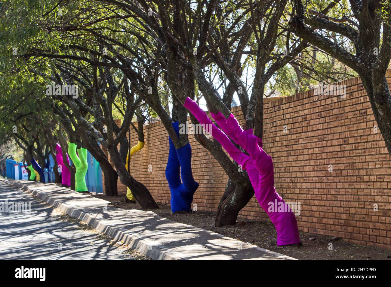 A line of Karee trees, Searsia lancea, with their trunks wrapped in ...