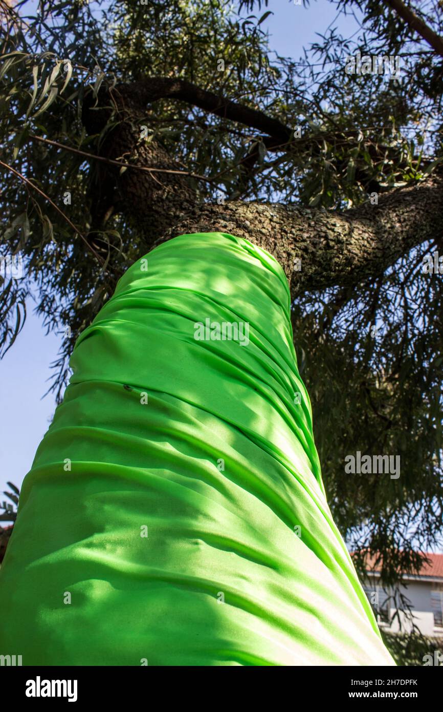 Looking up into a small Karee tree, its trunk covered in a lime green ...