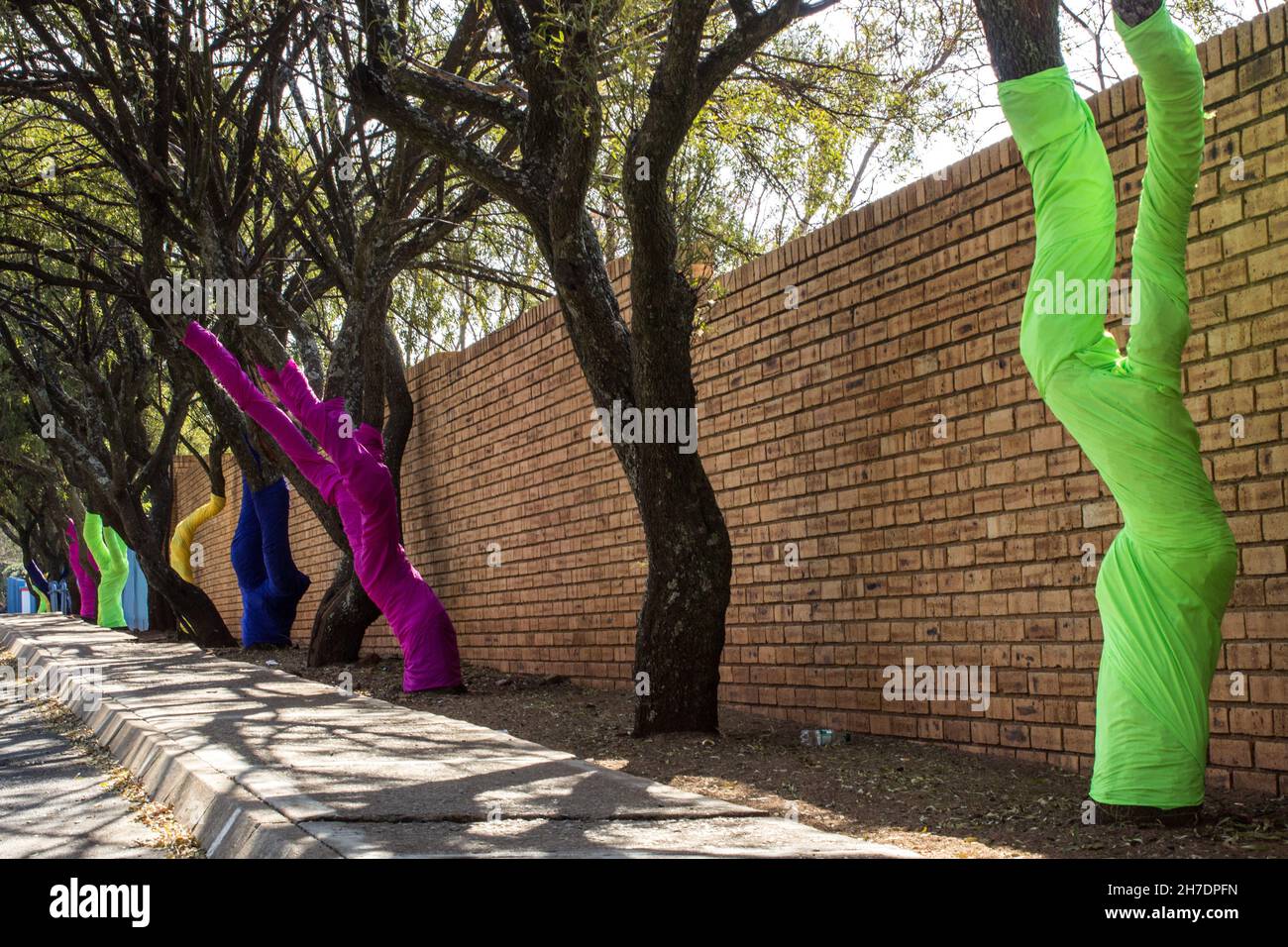A line of Karee trees, Searsia lancea, with their trunks wrapped in ...