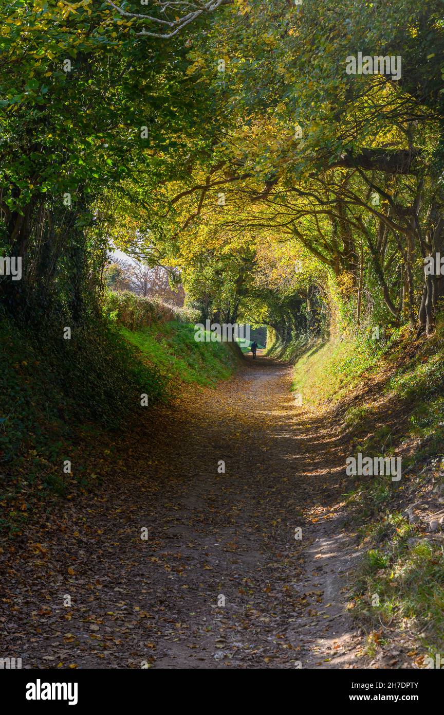 Halnaker tree tunnel hi-res stock photography and images - Alamy