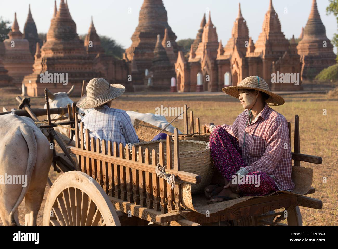 Women riding in ox cart towards the temples Stock Photo - Alamy