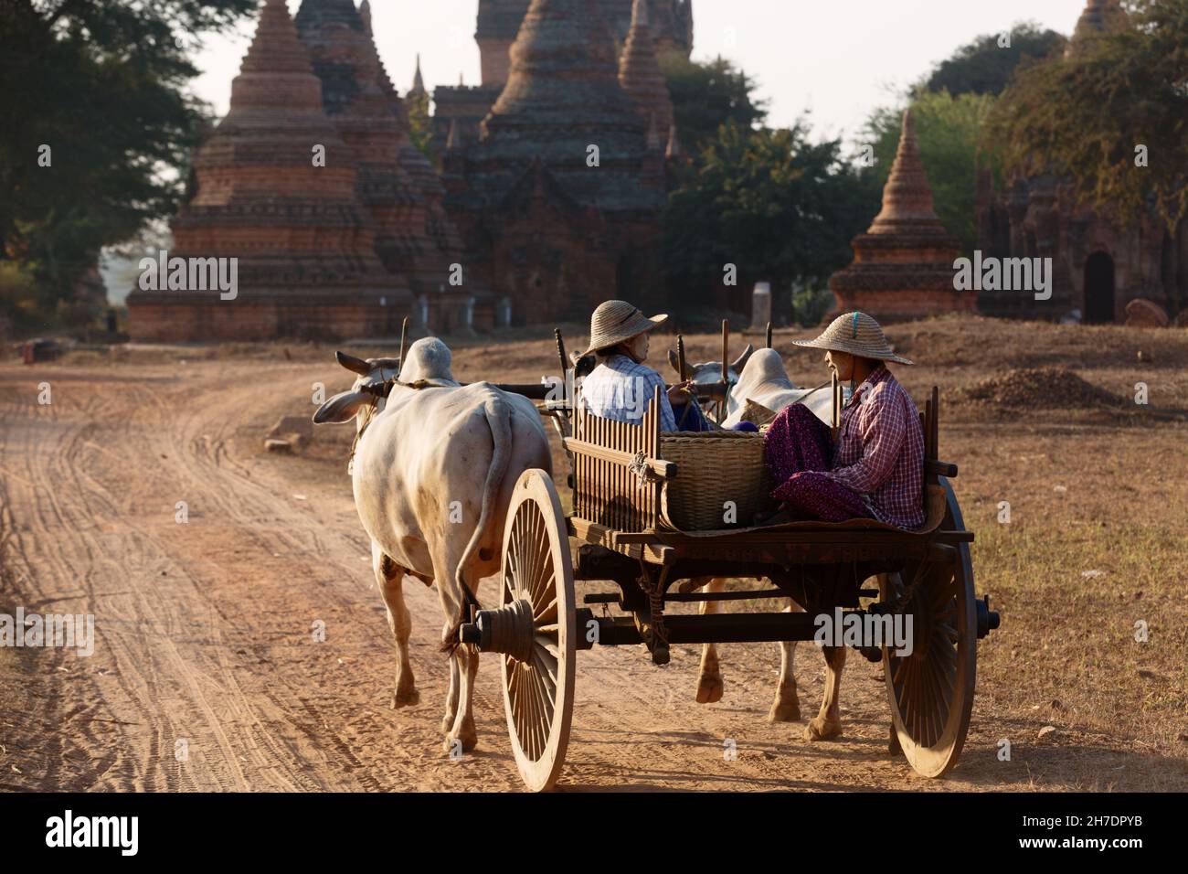 Women riding in ox cart towards the temples Stock Photo - Alamy
