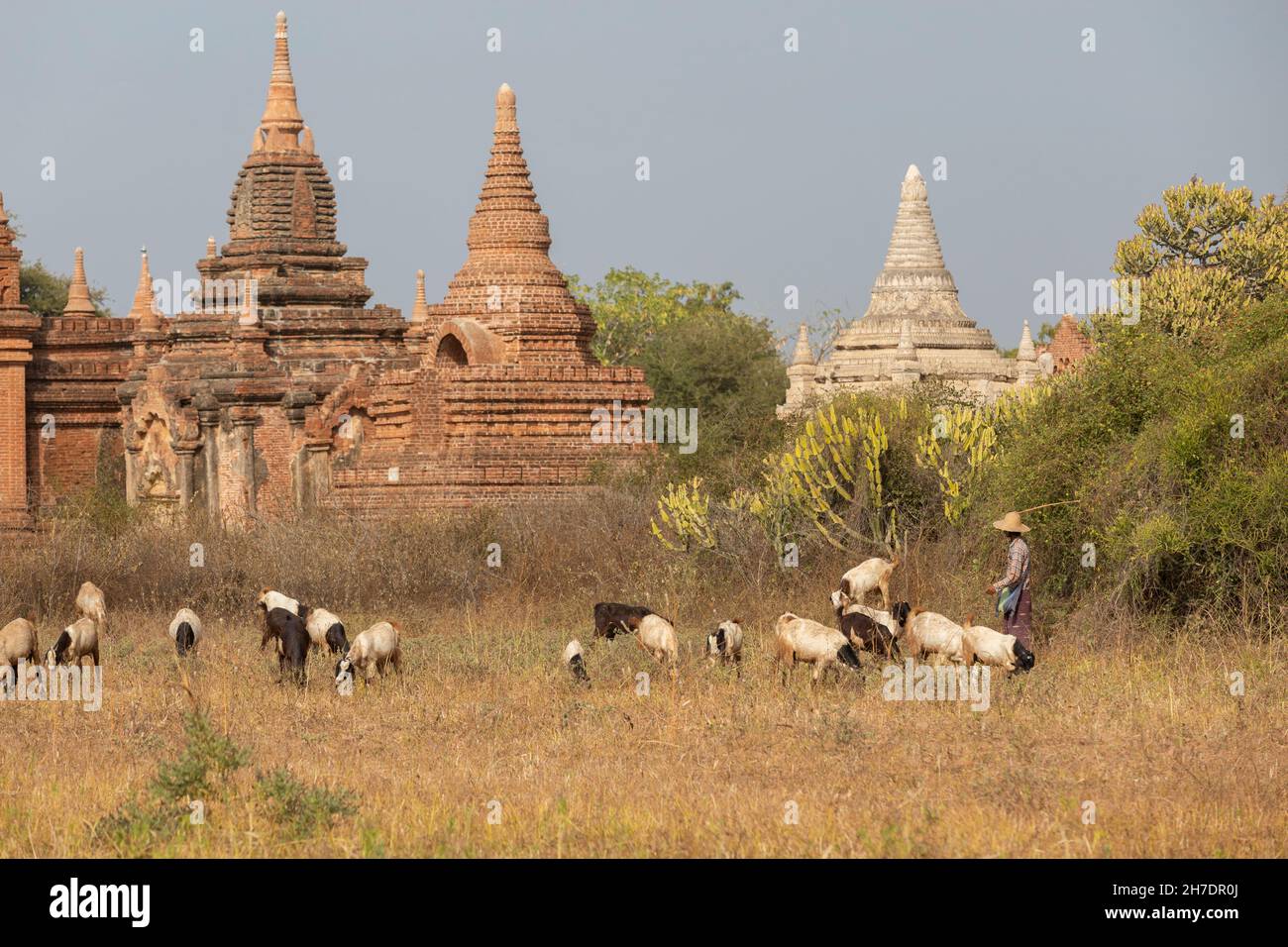 Myanmar, Bagan, Goatherd with goats amidst temples of Bagan Stock Photo ...