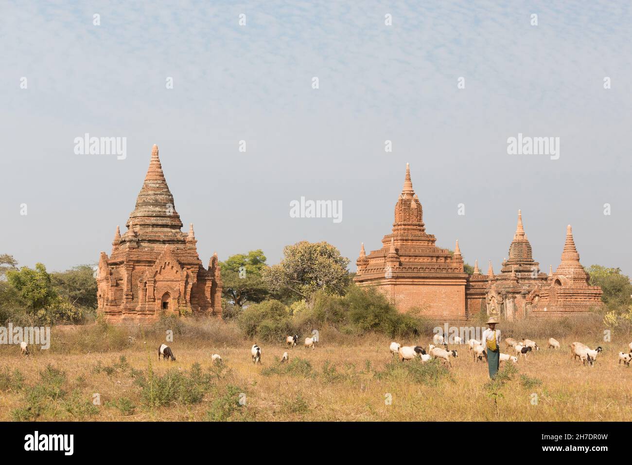Myanmar, Bagan, Goatherd with goats amidst temples of Bagan Stock Photo ...