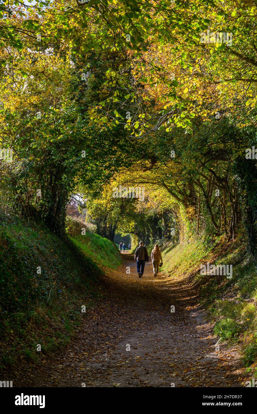 Halnaker tunnel trees in west hi-res stock photography and images - Alamy