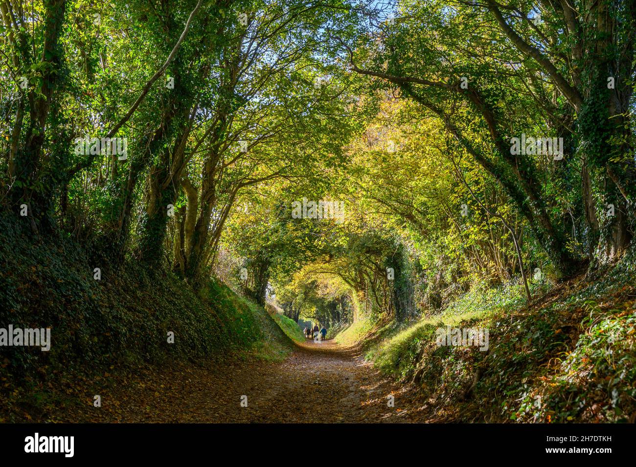 Halnaker trees hi-res stock photography and images - Alamy