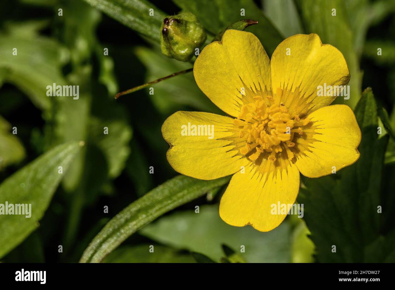 Swamp buttercup wildflower in the wetland woods near the St. Croix ...