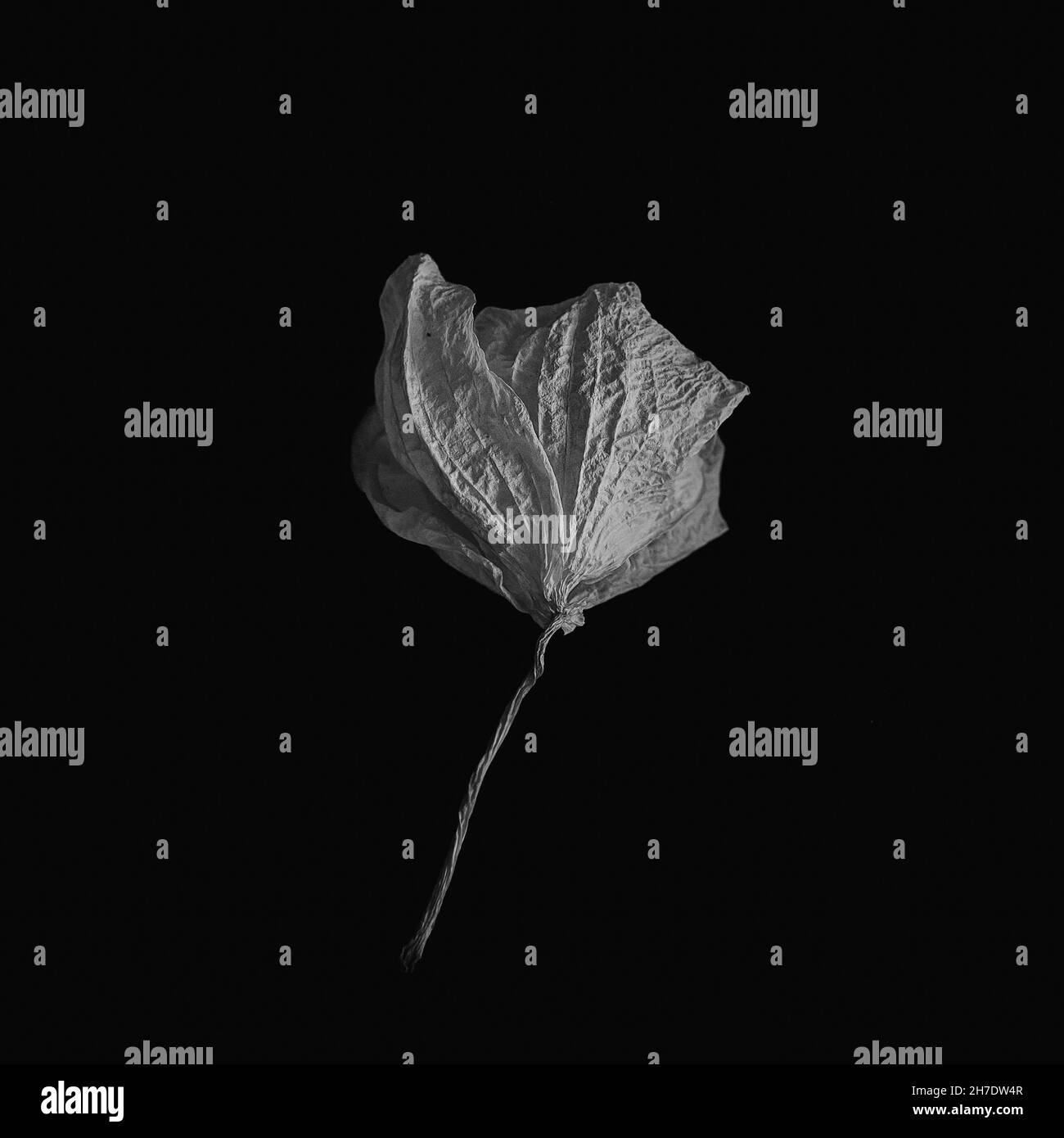 Wilted flowers garden hi-res stock photography and images - Alamy