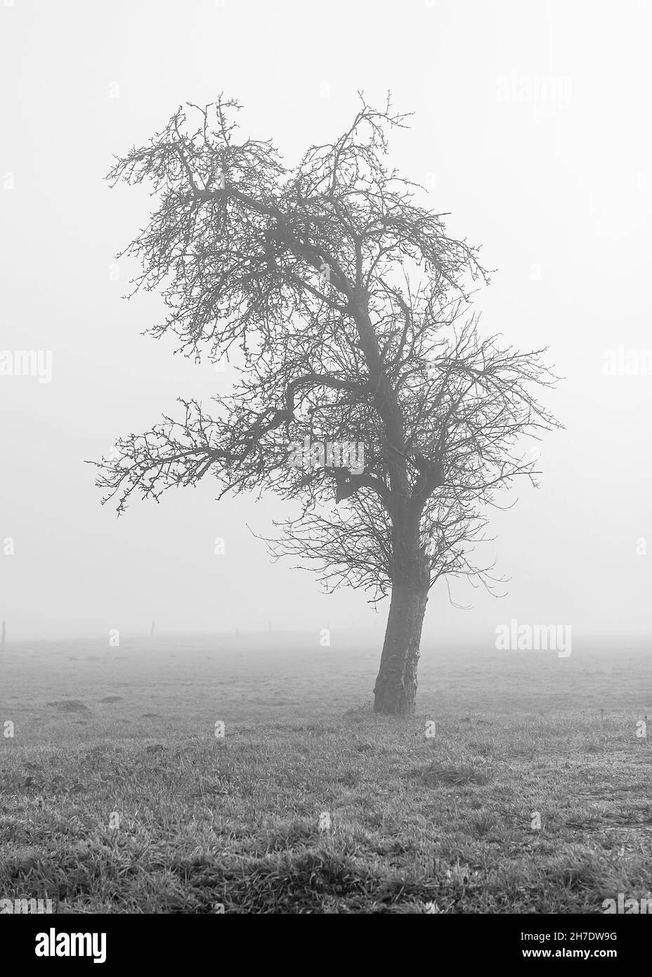 Single tree in a landscape hi-res stock photography and images - Alamy