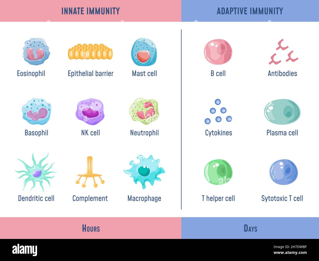 Adaptive immune system. Cells Innate immunity Complement protein, Anatomical division diagram ...