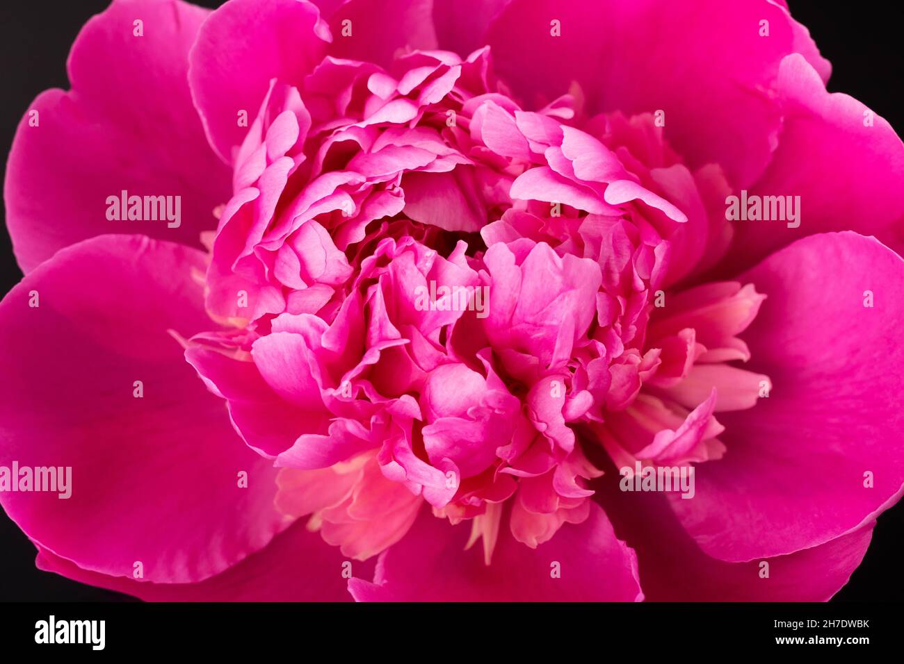 Pink peony closeup. Floral card design Stock Photo - Alamy