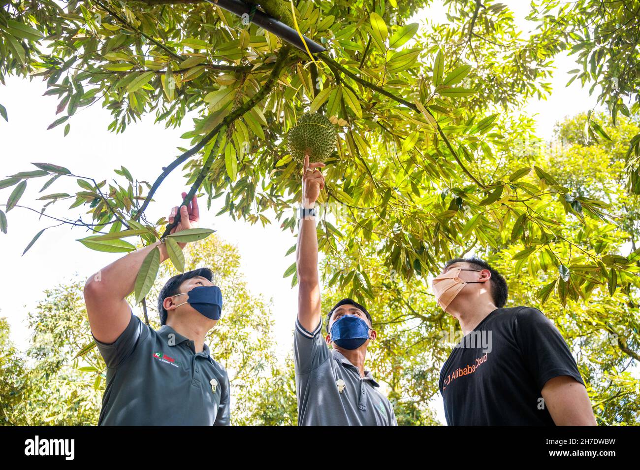 Raub, Malaysia. 21st Nov, 2021. Durian orchard owner Leong Pui Sam (C ...